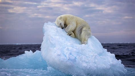 Polar Bear Sleeping On Tiny Iceberg Drifting In Arctic Sea Captured In