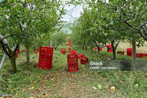 집중적인 유기농 재배에서 갓 수확한 황금 사과의 빨간 상자 사과에 대한 스톡 사진 및 기타 이미지 사과 사과나무 사과술 Istock