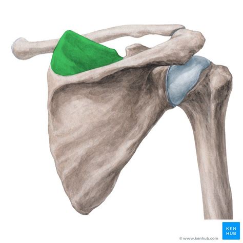 Supraspinous Fossa Fossa Supraspinata Image Yousun Koh Come