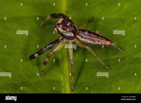 Male Adult Jumping Spider Of The Genus Asaracus With A Parasitoid