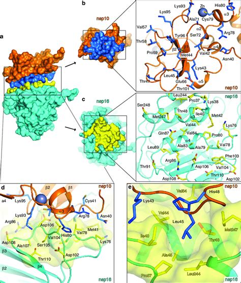 Interface Of The Nsp10 Nsp16 Protein Complex A Surface Representation