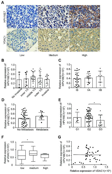 Hpv16 E7 Expression Was Not Related To Clinicopathologic Features Or