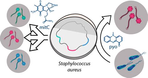 The Lytic And Lysogenic Cycles Of Bacteriophages Biology 41 Off