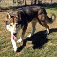 Alaskan Malamute German Shepherd Mix Common Information And Pictures