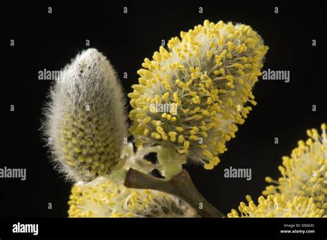 Goat Or Pussy Willow Salix Caprea Male Catkins Maturing Dioescious Tree Stock Photo Alamy