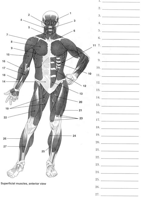 Muscle Diagram Muscular System Anatomy Human Body Worksheets