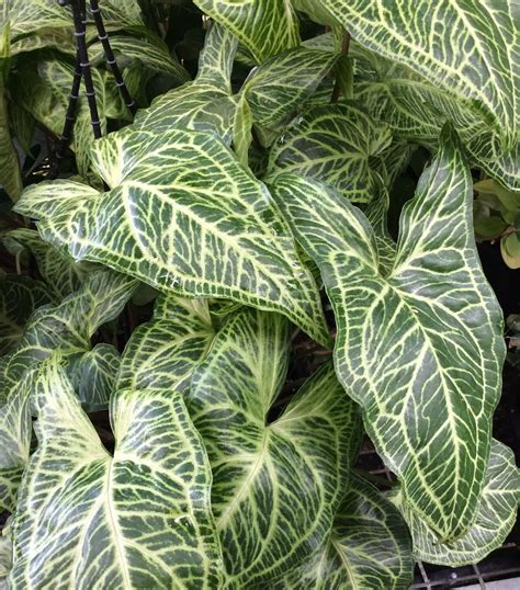 Syngonium Batik - Pohlmans The Plant People - Phone 07 5462 0477