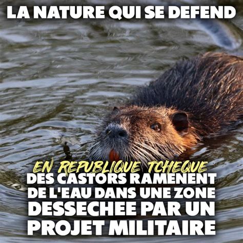 La Nature Se Défend Quand Des Castors Rétablissent Une Zone Humide