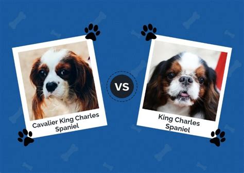 Cavalier King Charles Spaniel Vs Cocker Spaniel The Key Differences With Pictures Hepper