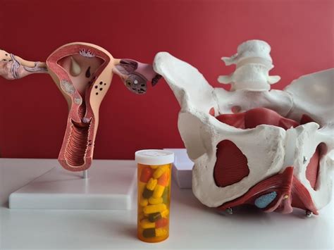 자궁 여성 생식 기관 해부학 및 의료 정제의 골반 뼈 프리미엄 사진