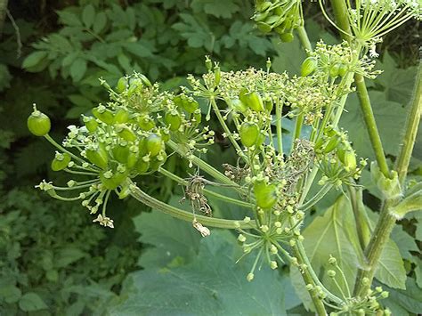 How To Tell The Difference Between Cow Parsnip And Devils Club Alaska Herbal Solutions How To Tell The Difference Between Cow Parsnip And Devils Club Alaska Herbal Solutions