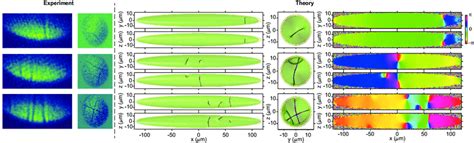 Defect Visualization At Late Evolution Times Shown Here Are