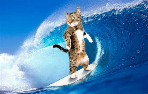 Surfcat Surfing Cat Crazy Cat Digital Art By Johnnie Art Fine Art