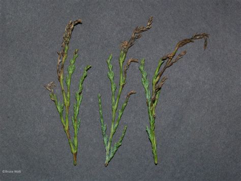 Juniper Tip Blight Cooperative Extension Insect Pests Ticks And Plant Diseases
