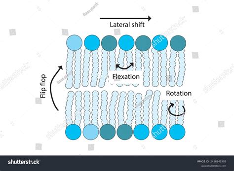 Diagram Showing Phospholipid Mobilty Across Membrane Stock Vector