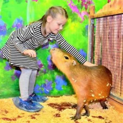 Капибара – купить в Мытищах, цена 130 000 руб., продано 29 мая 2018 ...