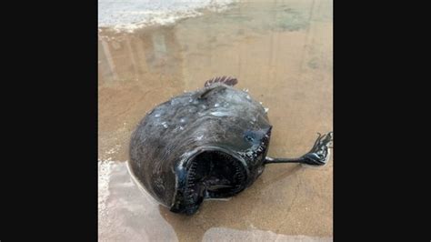 Rare Deep Sea Fish Washes Up On California Beach People Call It ‘stuff