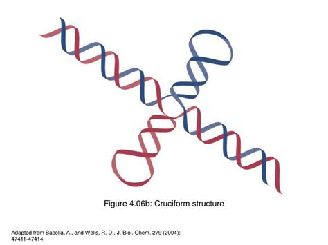 Ppt Figure 5 11 Three Dimensional Structure Of B Dna Powerpoint