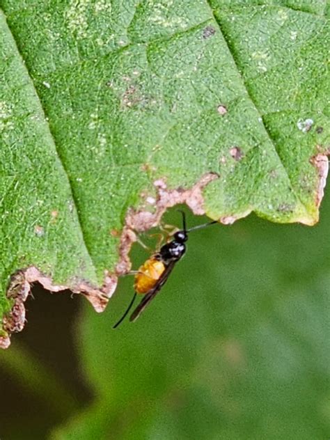 Bracon Sp Observation Nb 4729071 Naturbasen