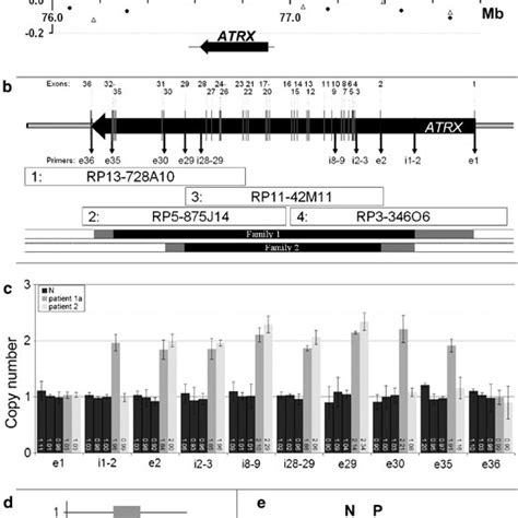 Pdf Partial Duplications Of The Atrx Gene Cause The Atr X Syndrome