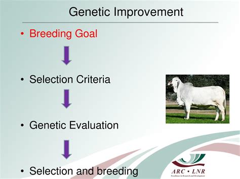 Ppt Genetic Improvement Of Brahman In Southern Africa Powerpoint
