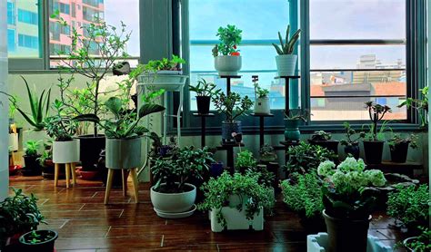 구나경 사천집 다육이 손수 분갈이 새끼를 쳐서 또심고 또심어 옮겼더니 화분 다육식물 80점이