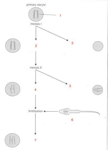 Genetic Disorders Flashcards Quizlet