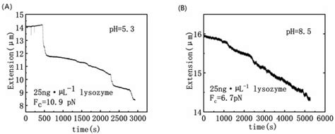Polymers Free Full Text Dnalysozyme Nanoarchitectonics Quantitative Investigation On