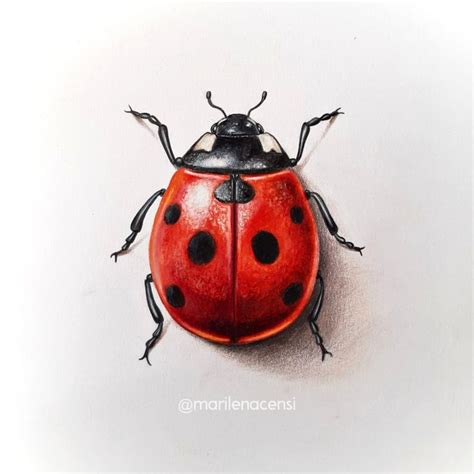 Drawing Of A Ladybug