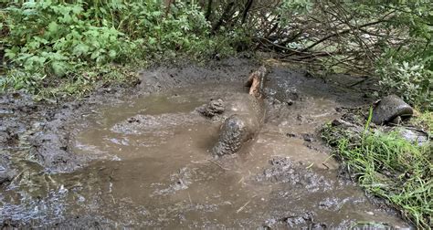 Mud Mud Mud 38 Pics Xhamster