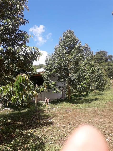 ขายสวนทุเรียน เอกสารโฉนด จำนวน17ไร่ กำลังจะออกเพิ่มอีก ใครช้าอดนะครับ ที่ดินร้อยแปด คอม