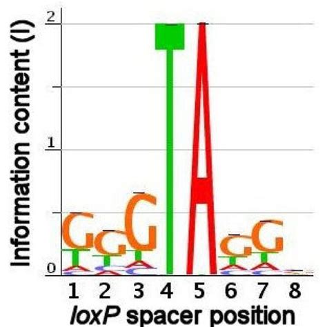 Sequence Logo Representing The Cre Loxp Consensus Site A Total Of
