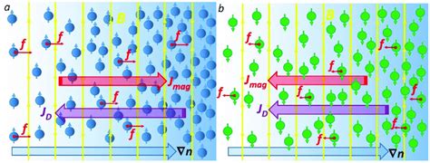 Sketch Of The Magnetically Affected Diffusion Of Paramagnetic A And Download Scientific