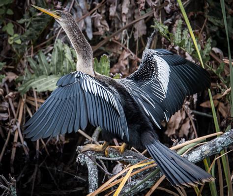 Anhinga Anhinga Anhinga The Lazy Naturalist Sarasota Florida
