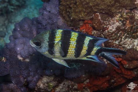 Floral Wrasse Facts And Photographs Seaunseen Floral Wrasse Facts And Photographs Seaunseen