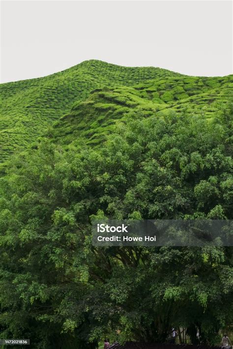 말레이시아 카메론 고원의 차 농장 풍경 녹차 정원 산맥 생태 차 정원 아삼 차 정원 수확 전에 차 차 농장 테라스와 질감 0명에