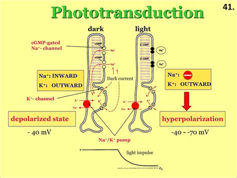 Sensation Of Light Ppt Download