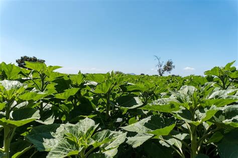 Premium Photo Amaranth Field Whit Blue Skygladiola