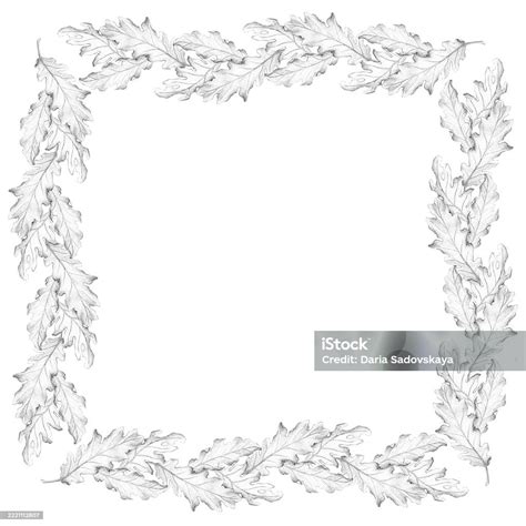 흰색 배경에 떡갈나무 잎이 있는 간단한 프레임입니다 그림은 연필로 손으로 그린 것입니다 단색 참나무 단풍 식물학 의학 참나무 껍질 참나무 도토리 템플릿 디자인을 위한 구성