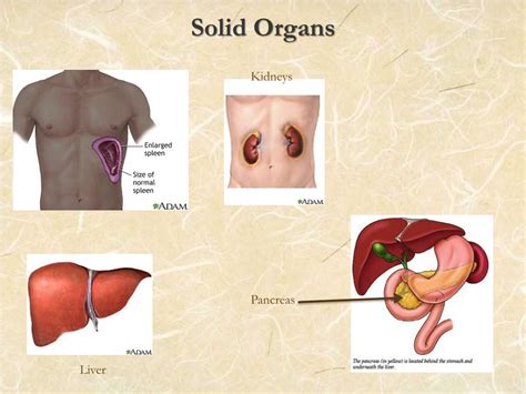 Ppt Thorax And Abdomen Powerpoint Presentation Free Download Id