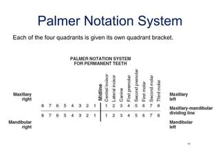 Tooth Numbering System Palmer