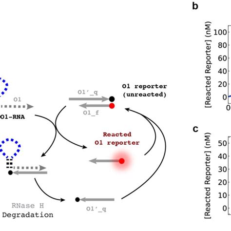 Analog Biosensors With Steady State Outputs A Schematic Of Coupled