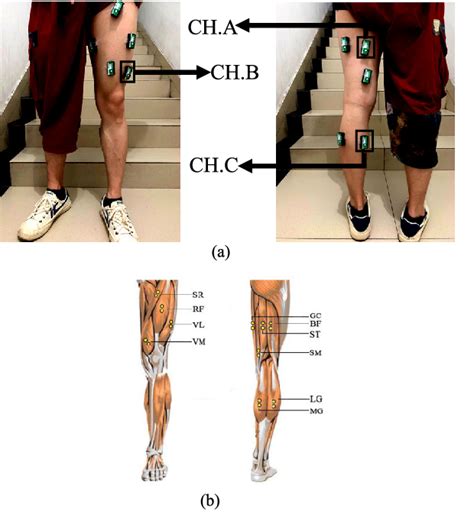 Figure 2 From Feature Extraction And Classification Of Lower Limb Motion Based On Semg Signals