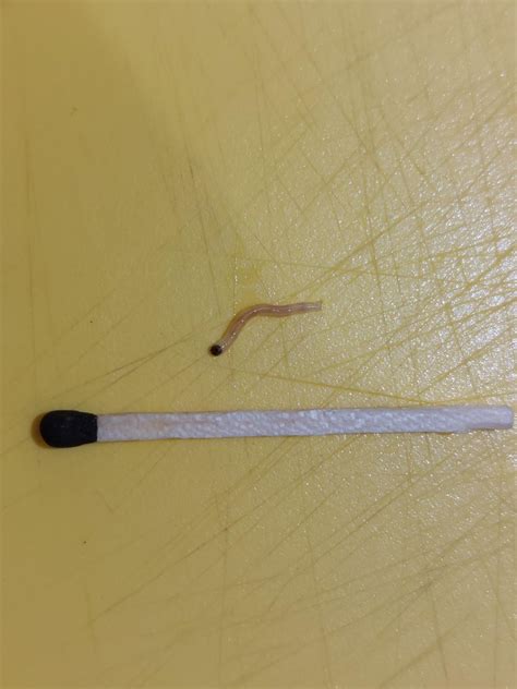 Translucent Worm With Black Head Found In Ginger Rwhatsthisbug