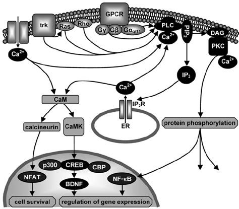 Signal Transduction In Phosphoinositide System Neurotransmitter Or