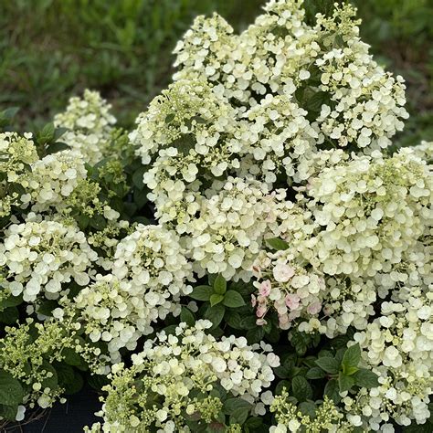 Hydrangea Tiny Quick Fire® Panicle New Garden Plants