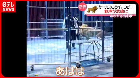 【まさか】サーカスのライオンが…歓声が悲鳴に 中国 │ 【気ままに】ニュース速報