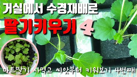 딸기 사먹고 씨앗으로 딸기키우기 수경재배로 키워요~~4번째이야기 네이버 Tv