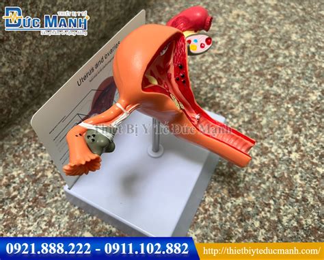 Mô hình bệnh lý sinh dục nữ Thiết Bị Y Tế Đức Mạnh