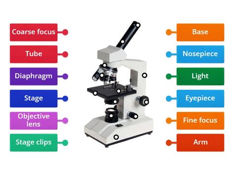 Labeling Microscope Parts Labelled Diagram